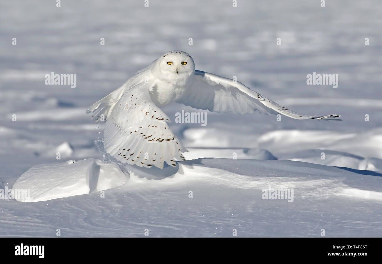 Snow ghost hi-res stock photography and images - Alamy