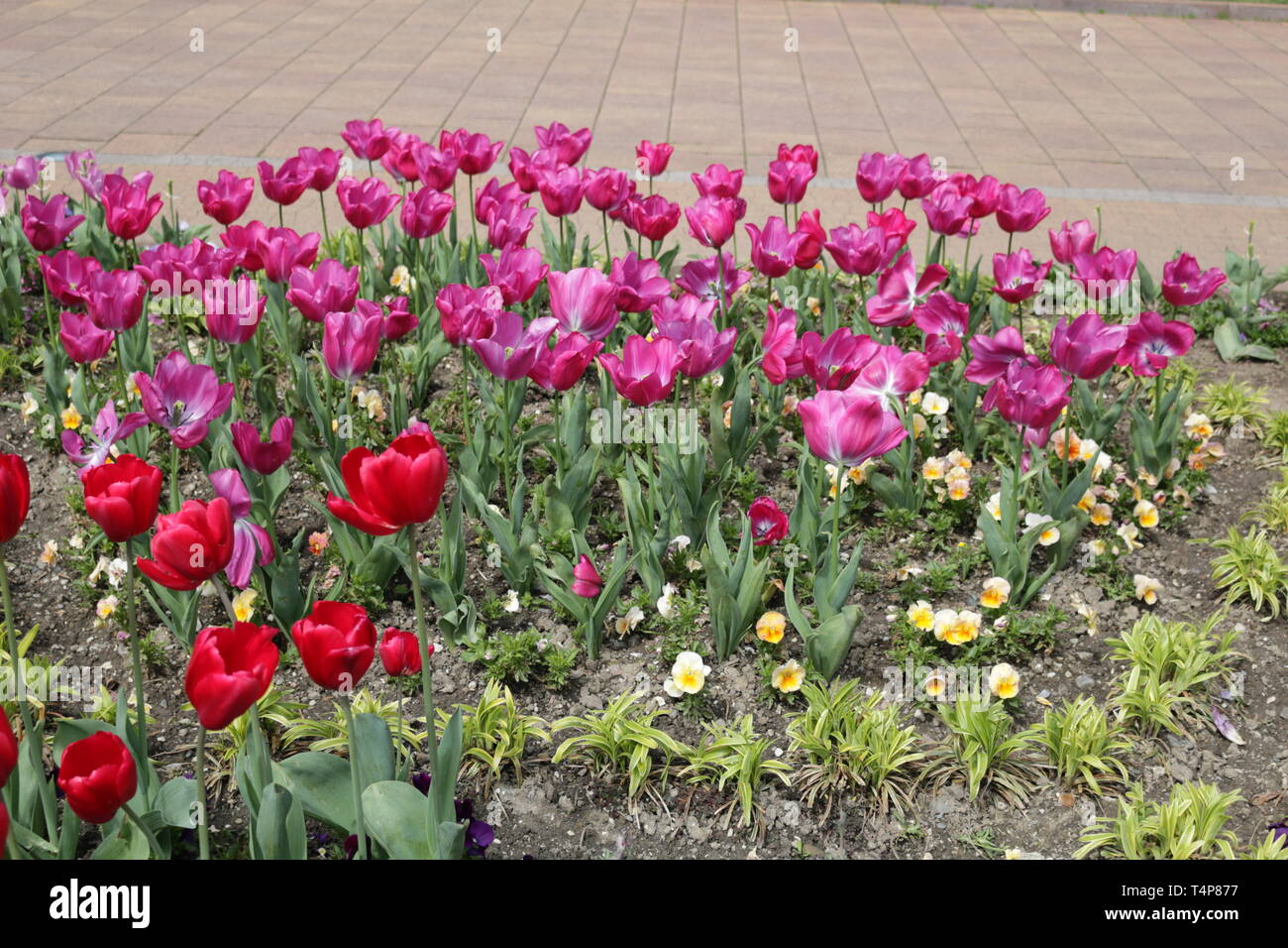 Environmental Beautification High Resolution Stock Photography and ...