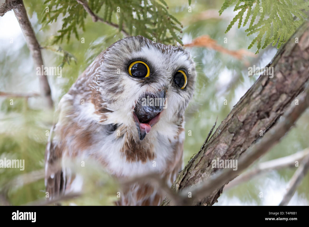 Saw whet owl looking hi-res stock photography and images - Alamy
