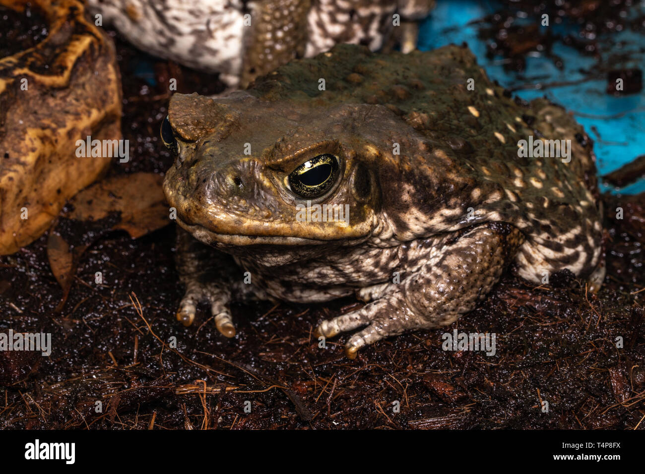 Cane Toad - Bufo marinus - also known as a giant neotropical or marine ...