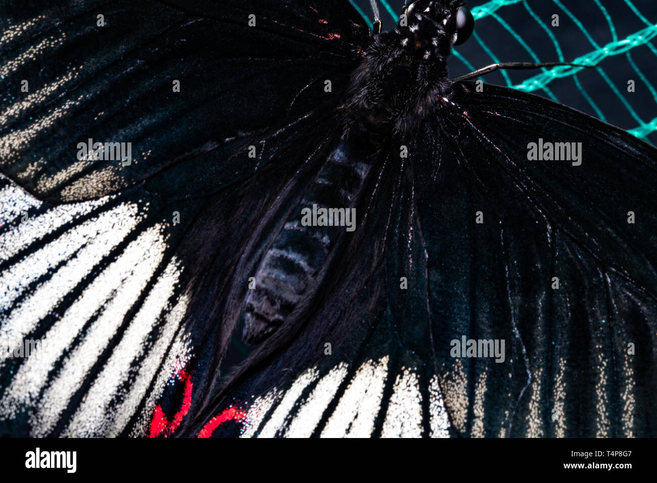 beautiful tropical butterfly on netting. Beauty of nature Stock Photo ...