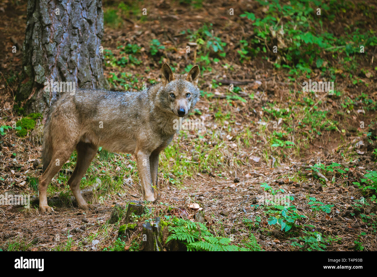 wolf standing on a path, next to a tree, is looking towards the camera ...