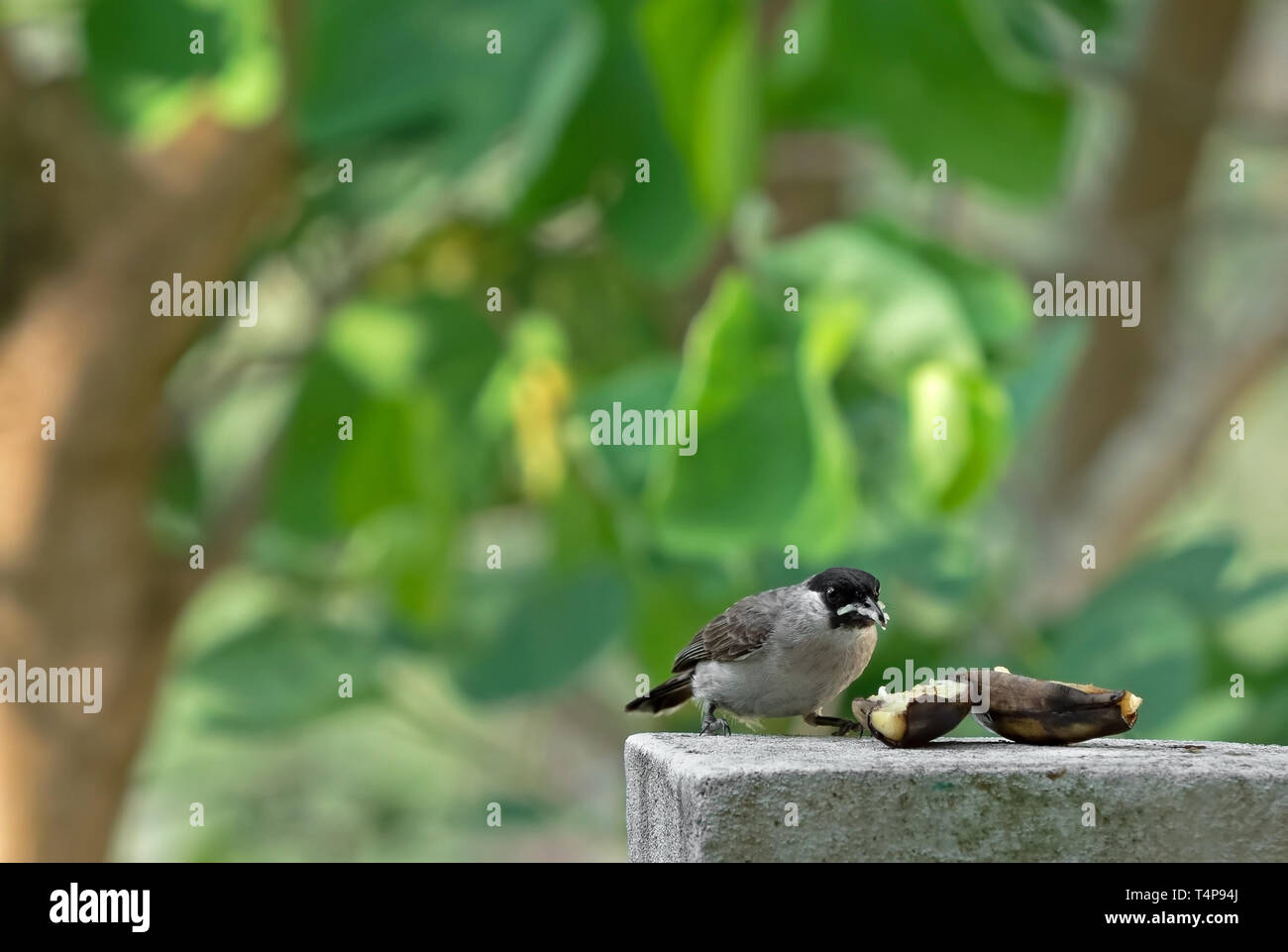 Closeup Sooty-headed bulbul Bird is Eating Ripe Banana Isolated on ...