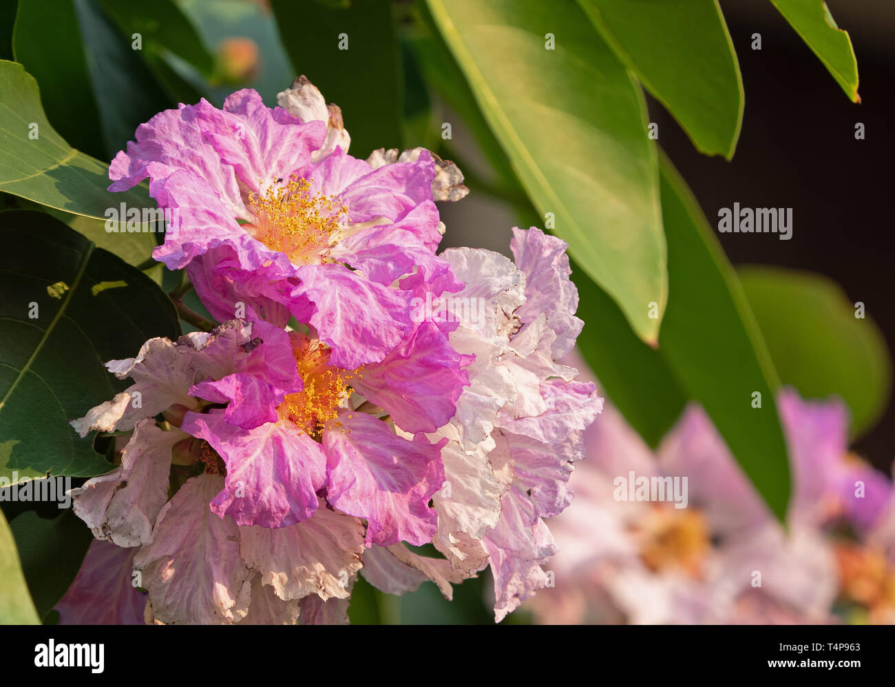 Closeup Lagerstroemia Speciosa Flowers with Green Leaves Isolated on ...