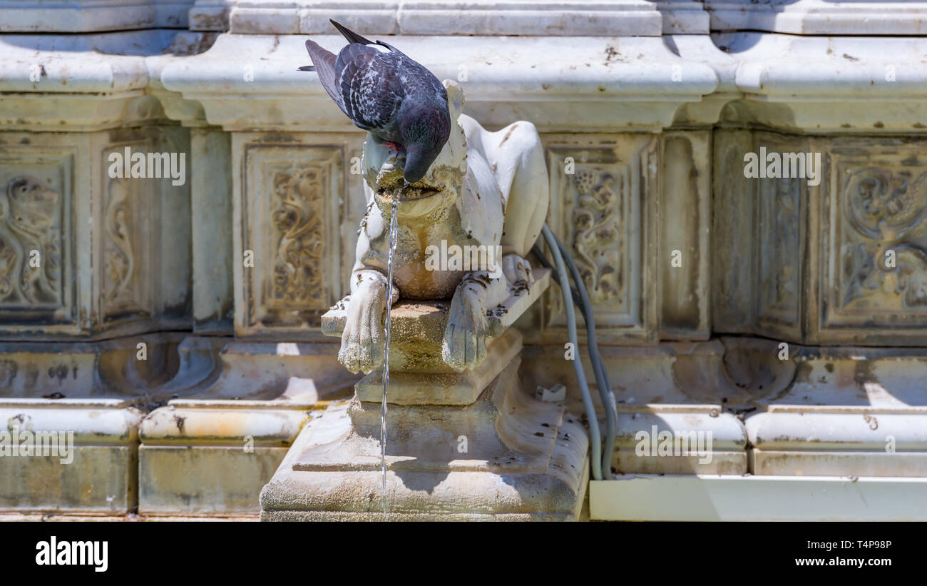 Pigeon Drinking from Fountain in the Medieval city of Siena in Tuscany ...