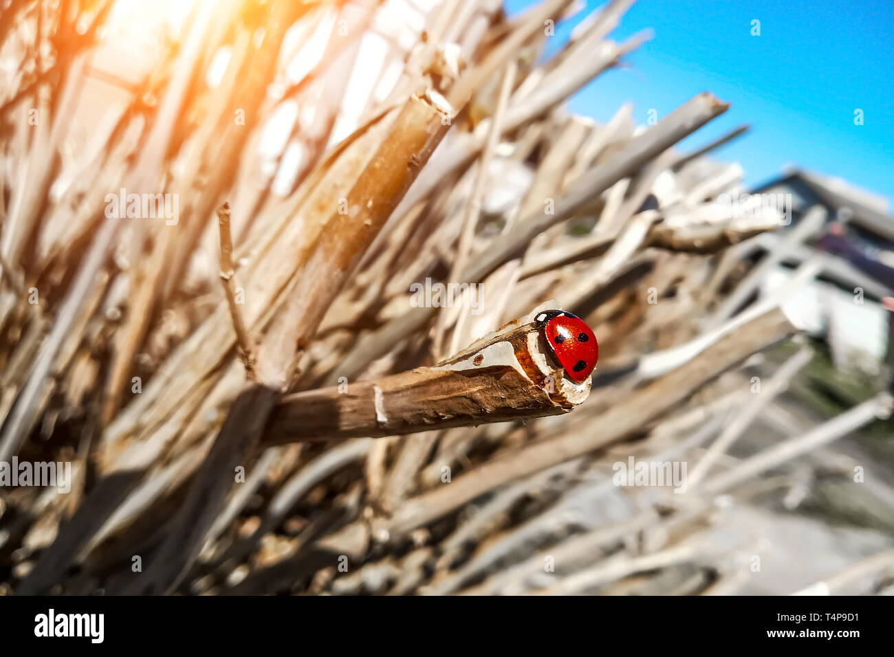 Macro photo of Ladybug in the green leaf. Close up ladybug in leaf ...