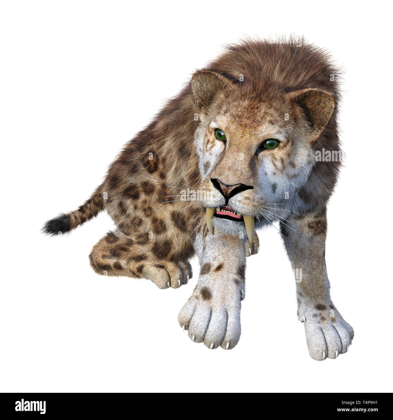 3D rendering of a sabertooth tiger on white Stock Photo - Alamy