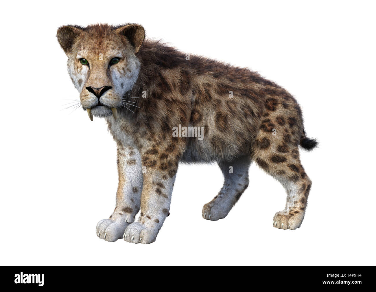 3D rendering of a sabertooth tiger on white Stock Photo - Alamy