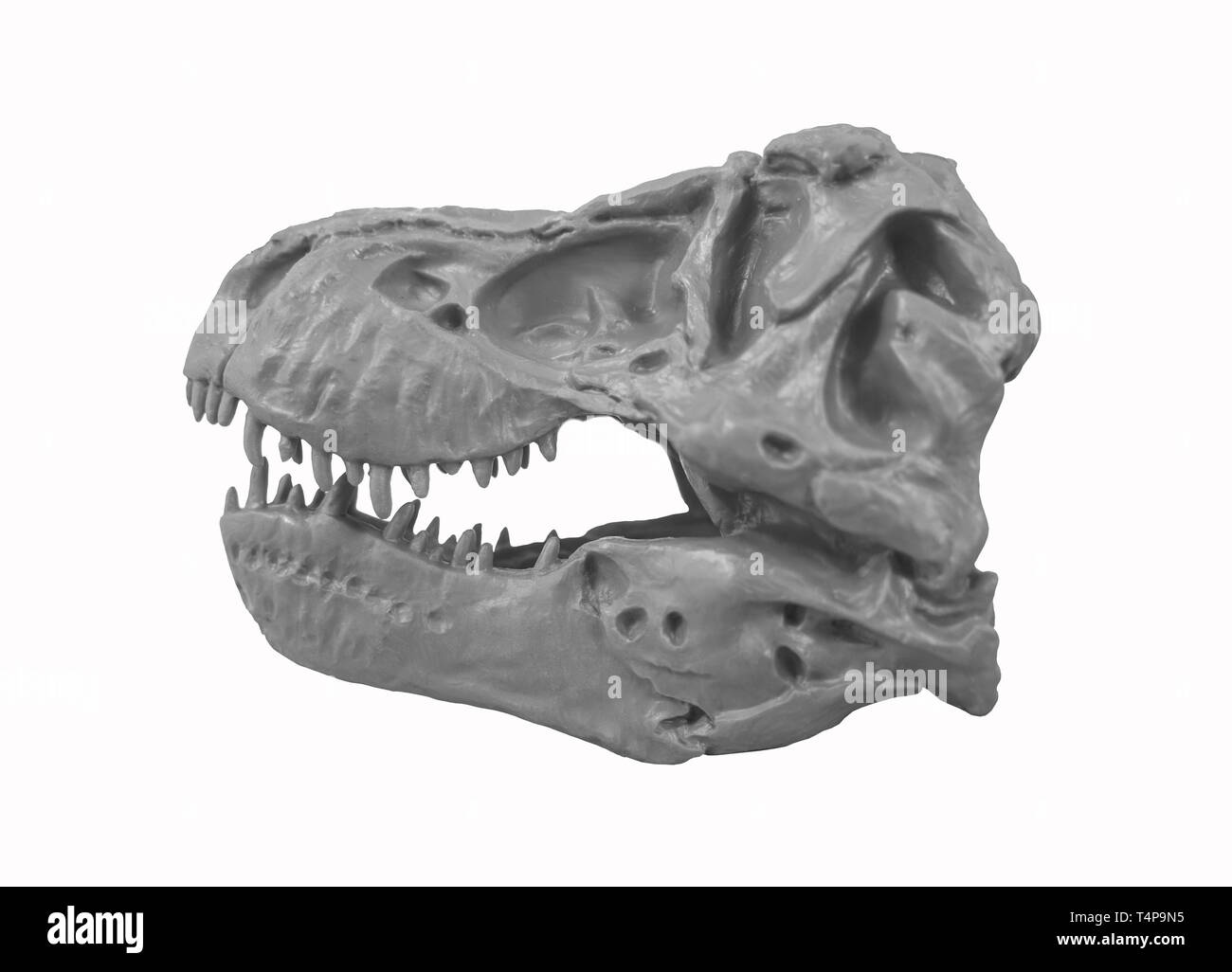 T-Rex Tyrannosaurus Rex skull : Tyrannosaurus Rex skull model ...