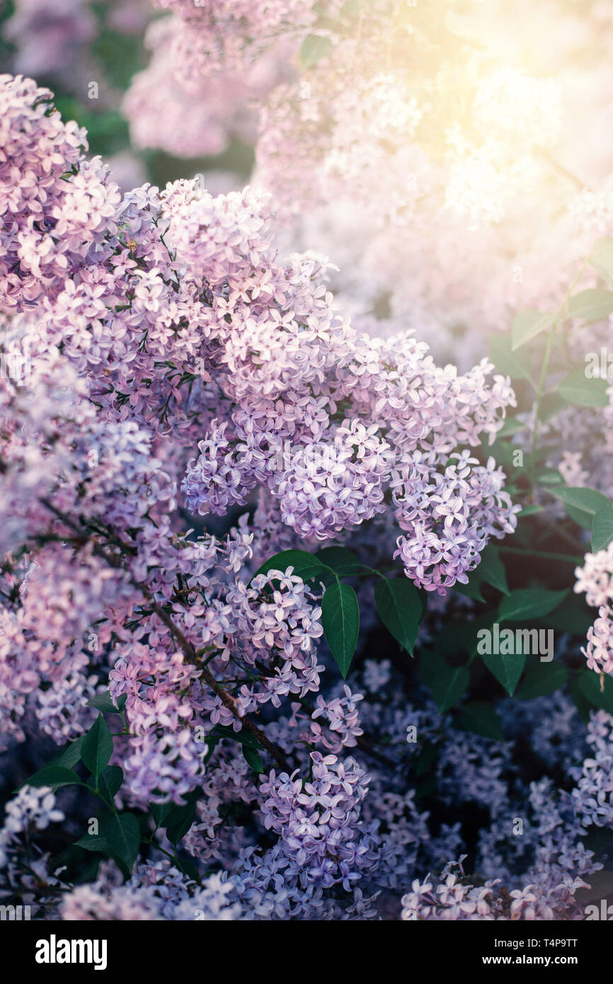 Lilac tree hi-res stock photography and images - Alamy