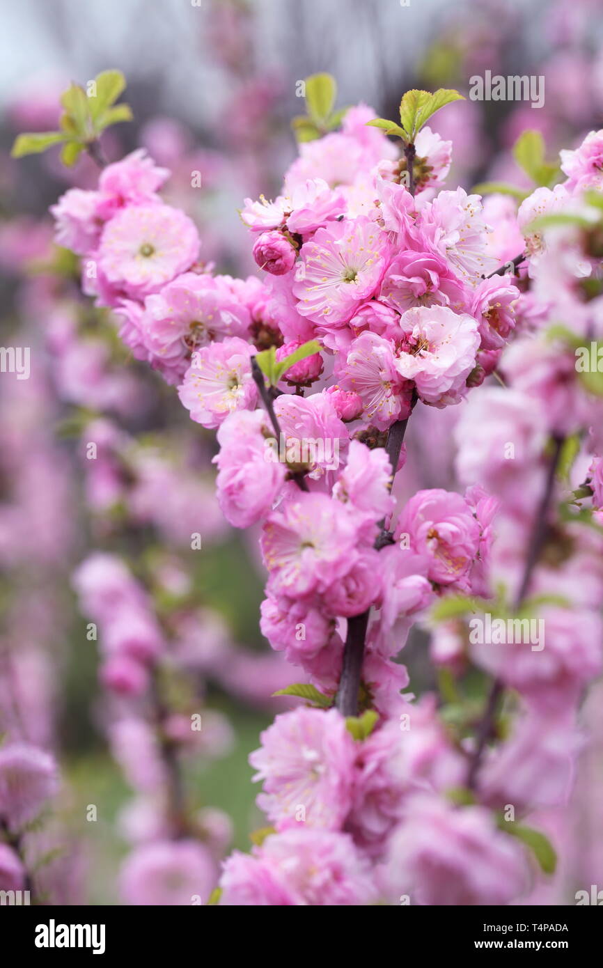 Three-bladed Almond Flowers (Prunus triloba Stock Photo - Alamy