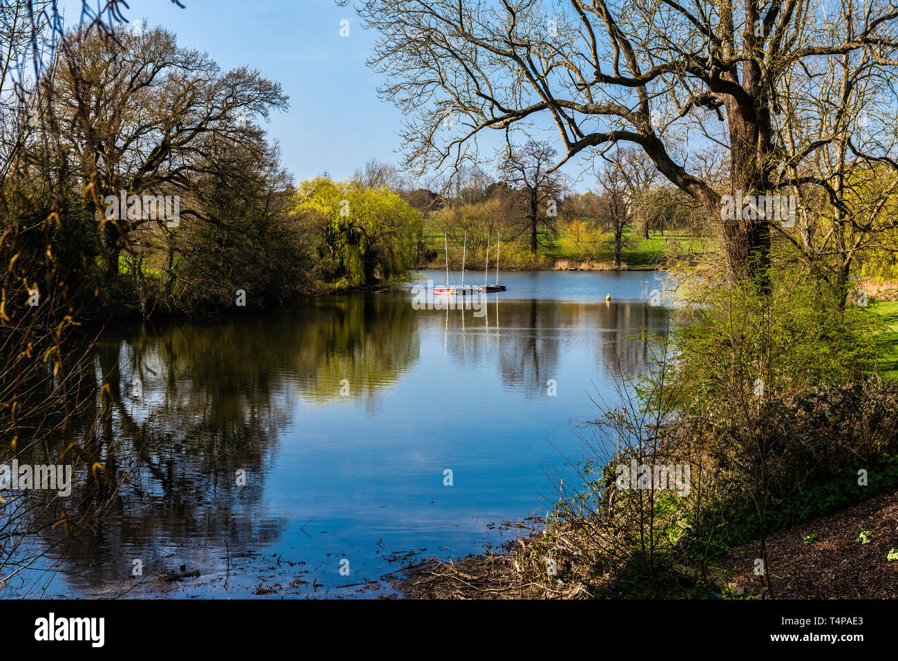The lake in Mote Park in Maidstone, Kent Stock Photo - Alamy