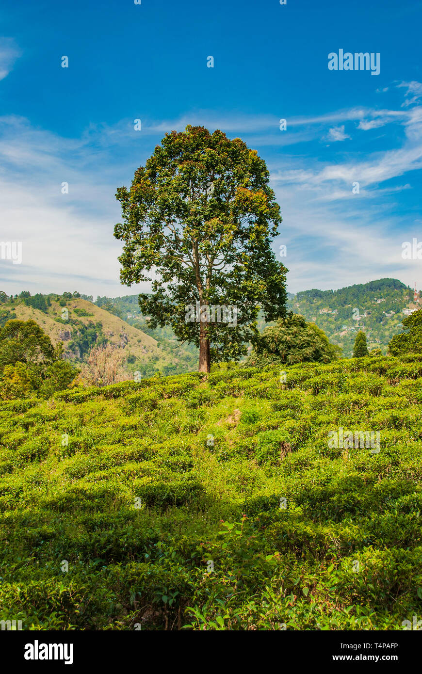 Tree in landscape of trea plantation close to little Adam's Peak in Sri ...