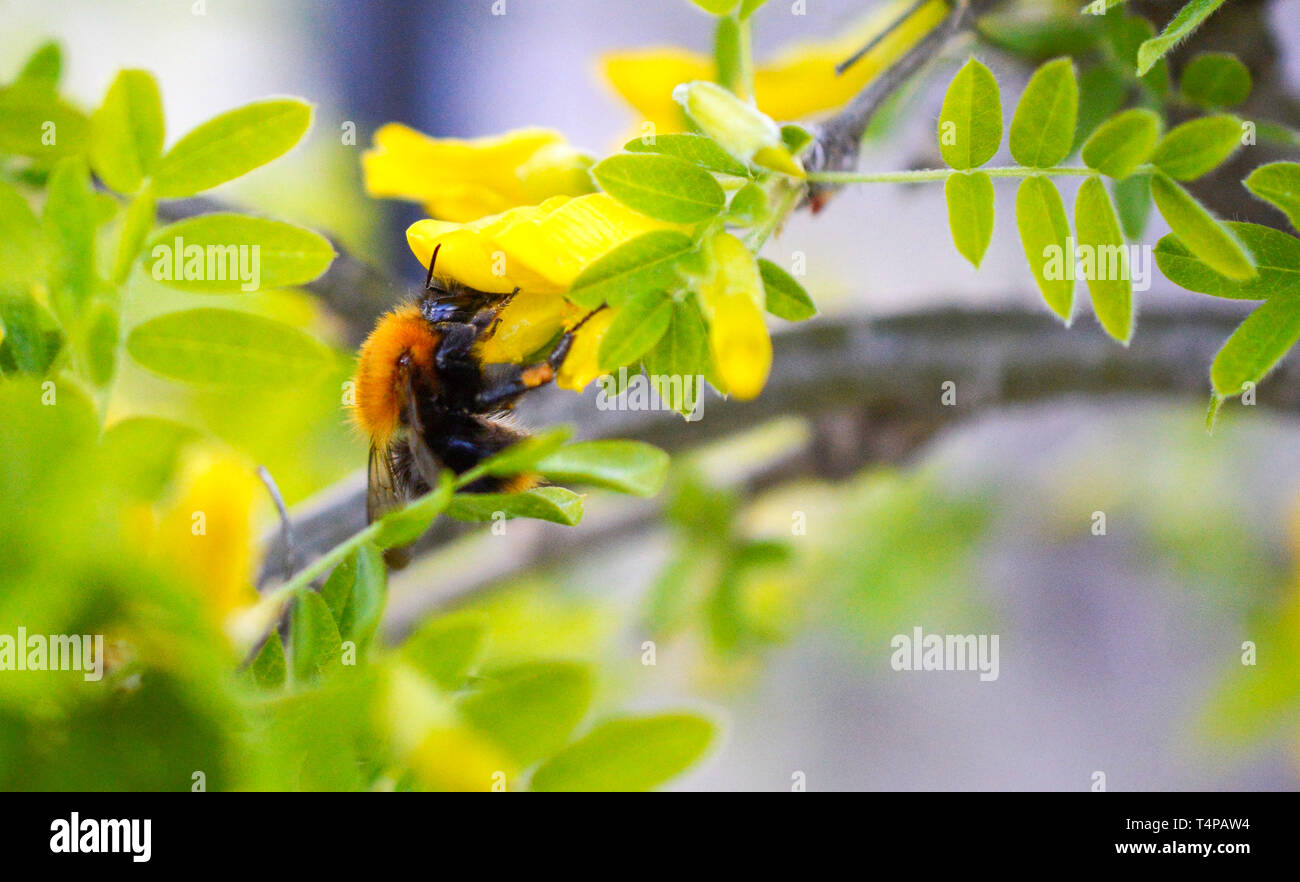 bumble bee collecting pollen on a flower image Stock Photo - Alamy