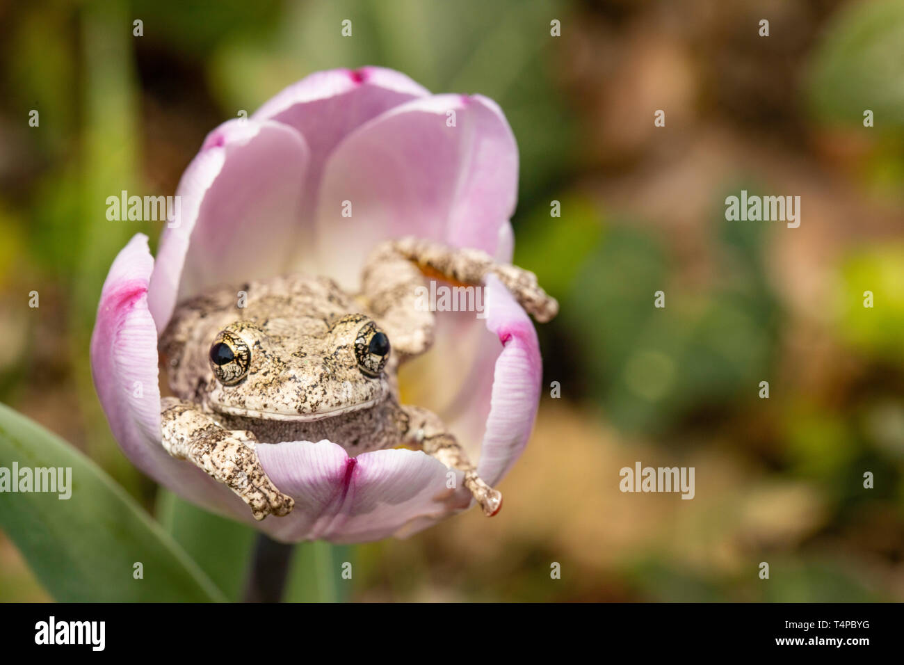 Frog in a flower hi-res stock photography and images - Alamy