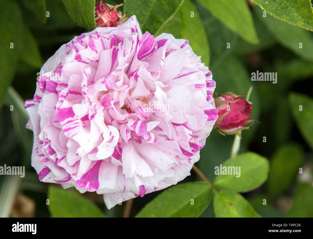 Panaches rosa hi-res stock photography and images - Alamy