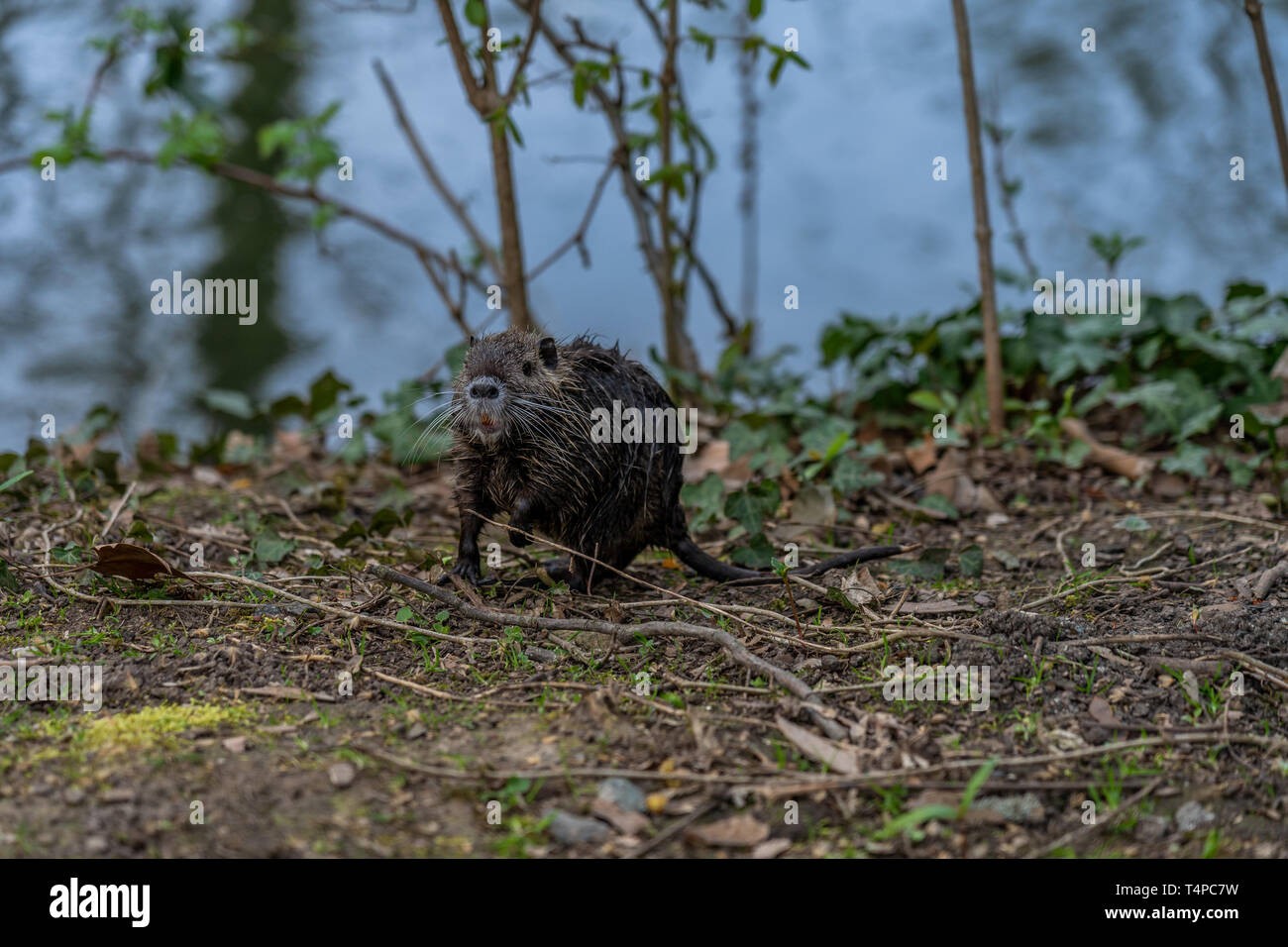 Nutria baby hi-res stock photography and images - Alamy
