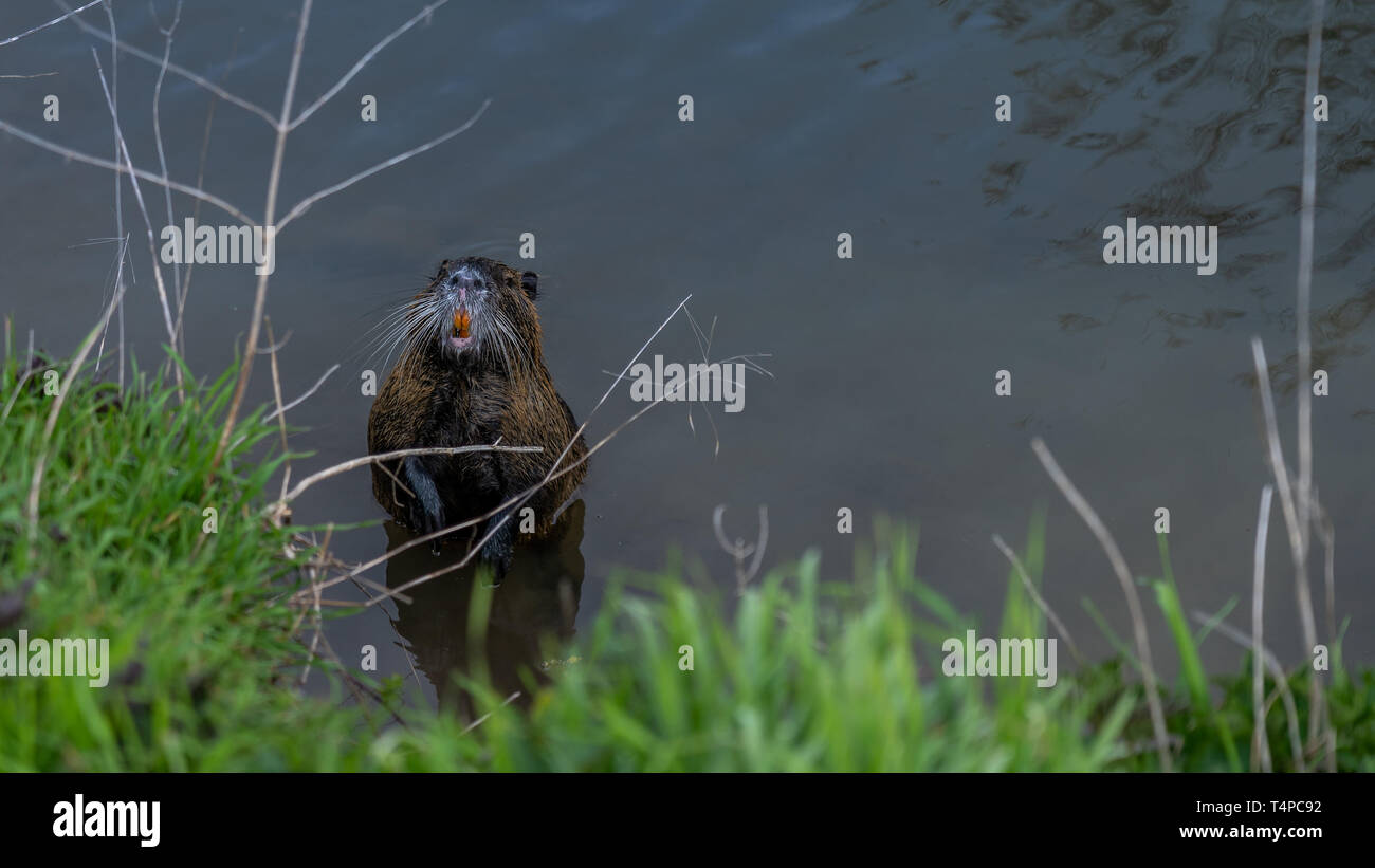 Frankfurt wildlife hi-res stock photography and images - Alamy