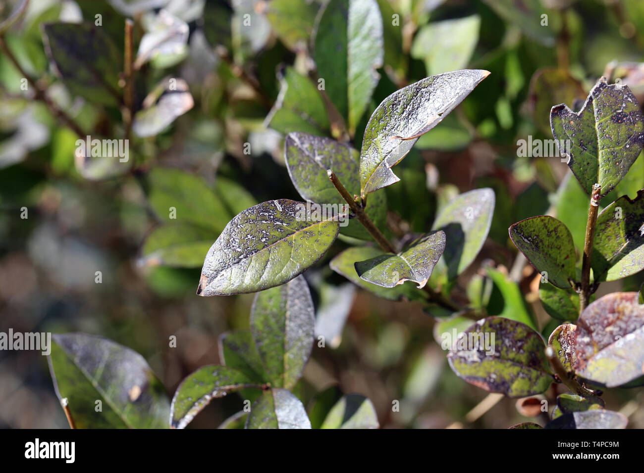 Beautiful bright green leafy plant photographed during a sunny spring ...