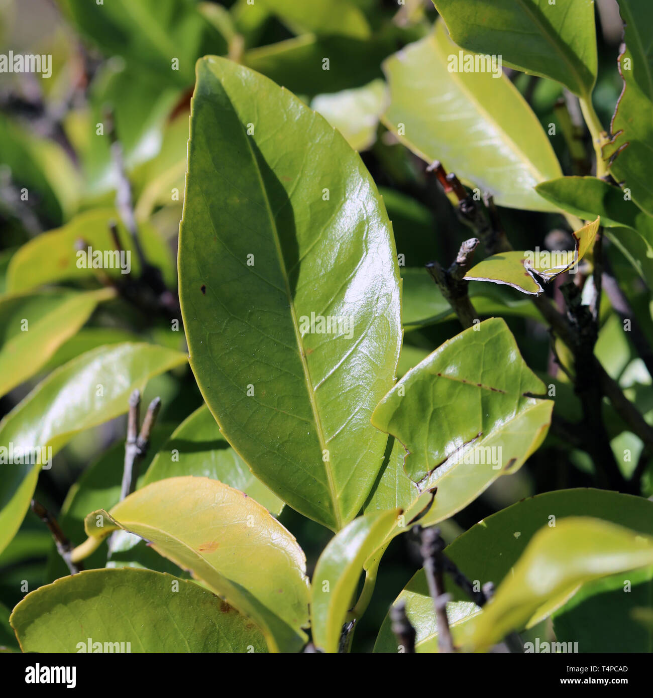 Beautiful bright green leafy plant photographed during a sunny spring ...