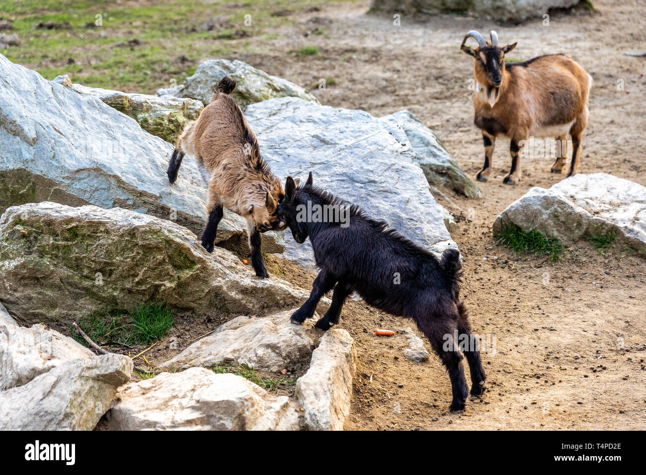 two goats fighting on rocks in Opel zoo, Königstein im Taunus Stock ...