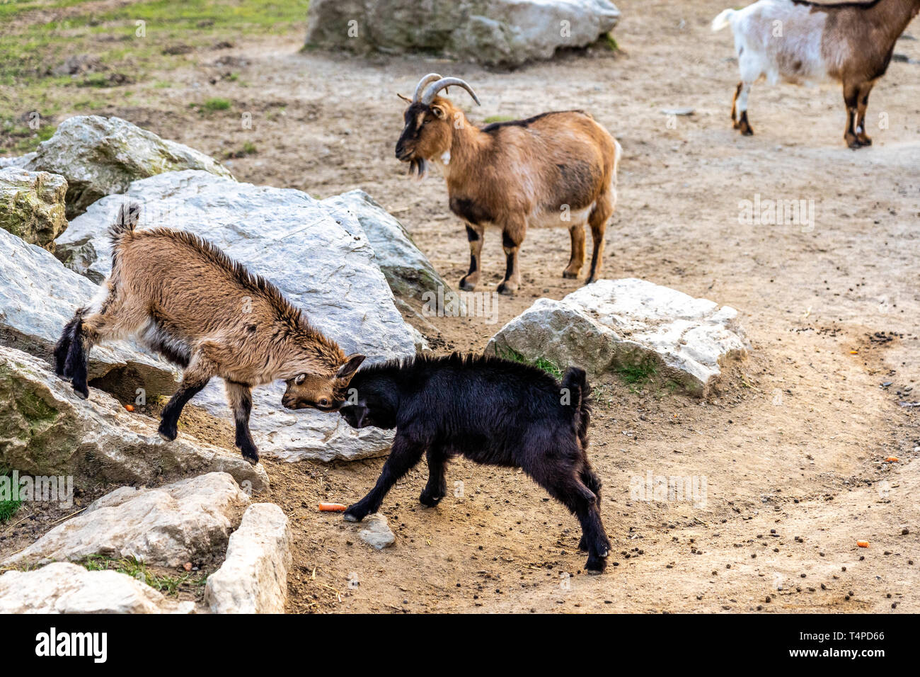 Wild goats fighting hi-res stock photography and images - Alamy