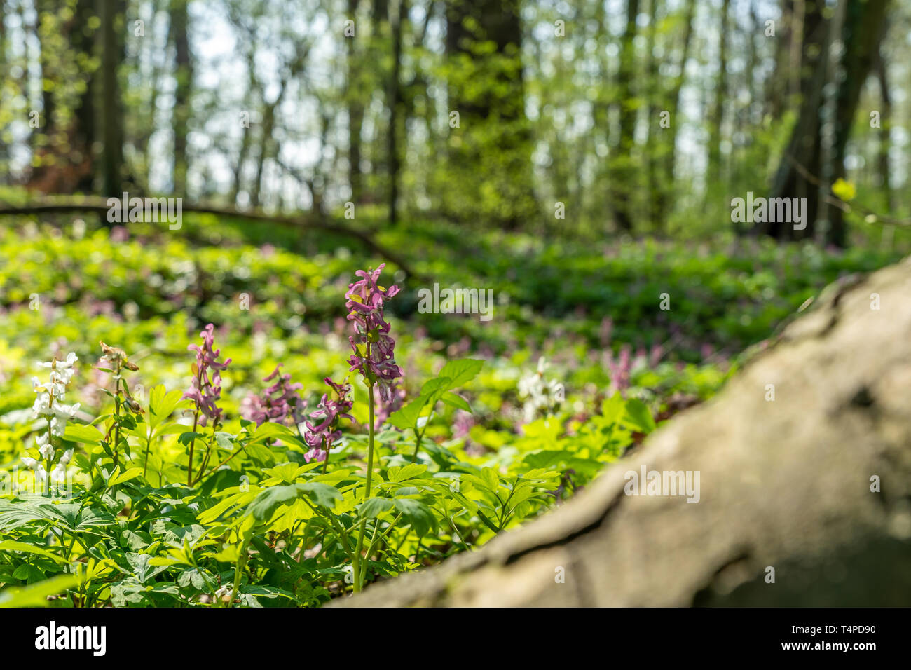 Spring meadow flowers forest germany hi-res stock photography and ...