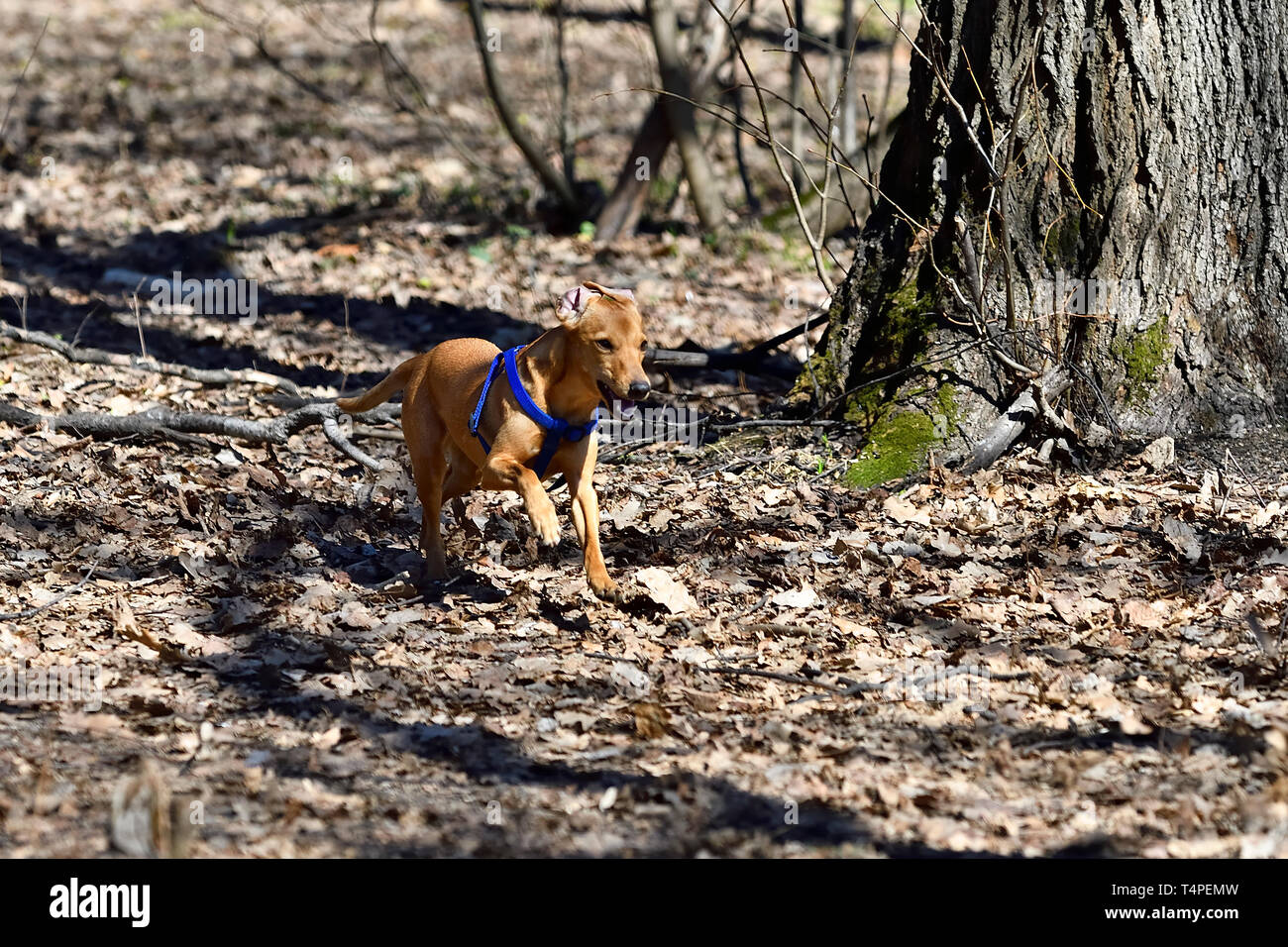 Dog clear hi-res stock photography and images - Alamy