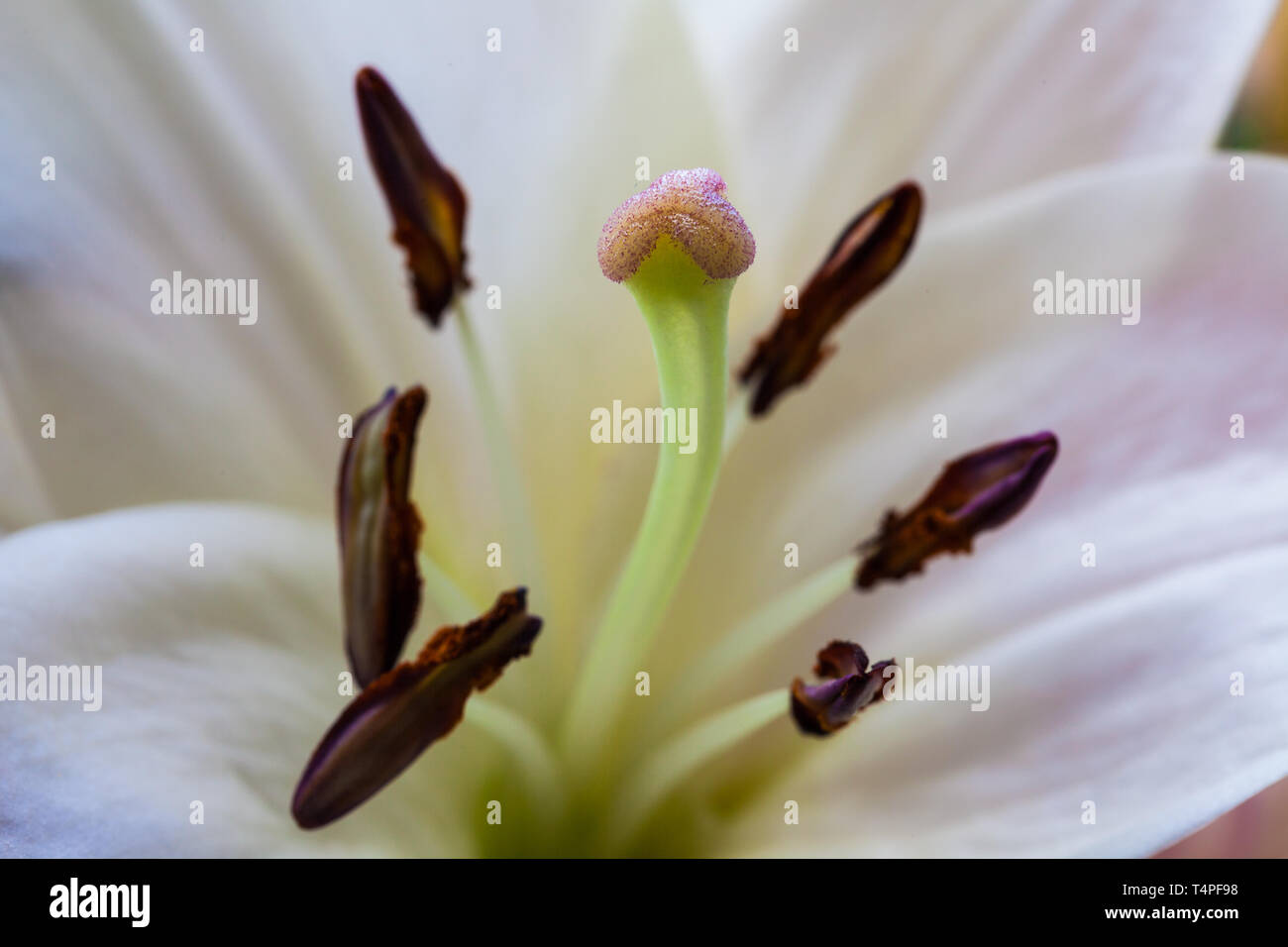Macro lily hi-res stock photography and images - Alamy