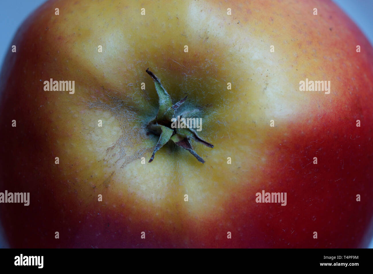 an apple / bottom view Stock Photo - Alamy