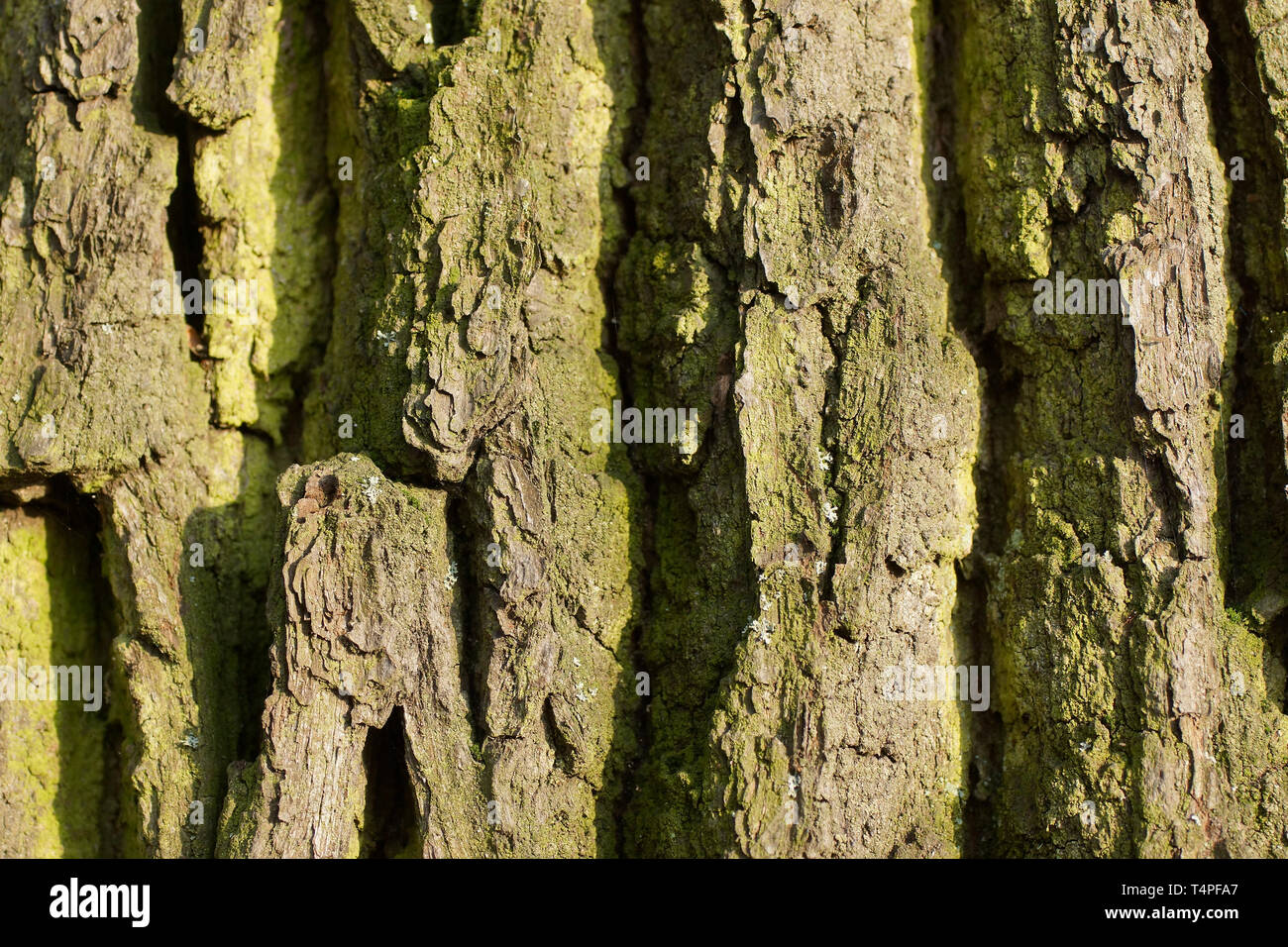 bark of a tree Stock Photo - Alamy