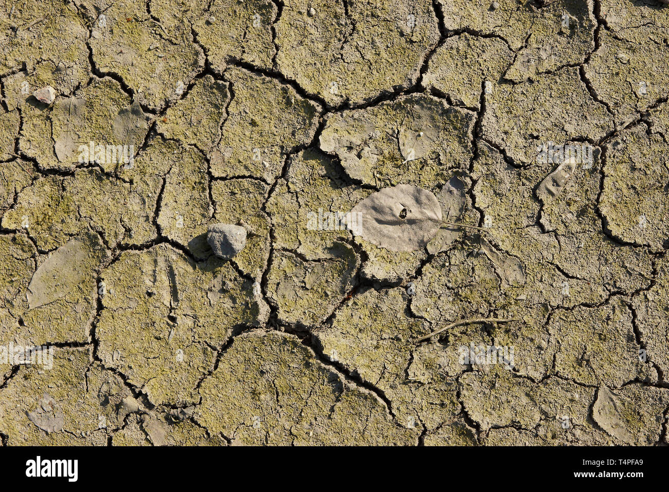 leaves and drying cracks on clay soil Stock Photo - Alamy