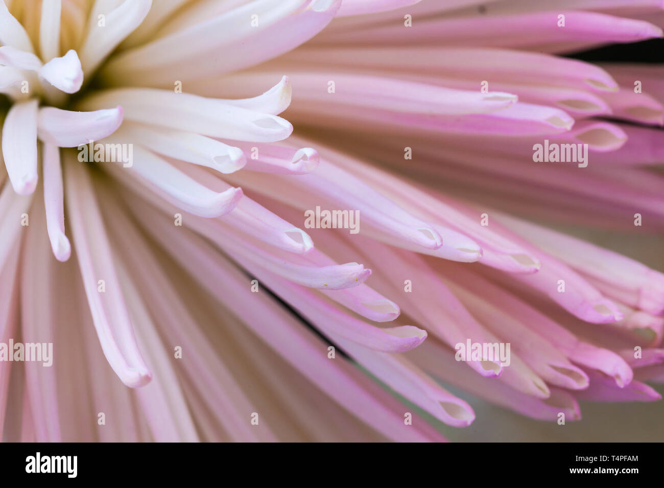 Pink tubular flower hi-res stock photography and images - Alamy
