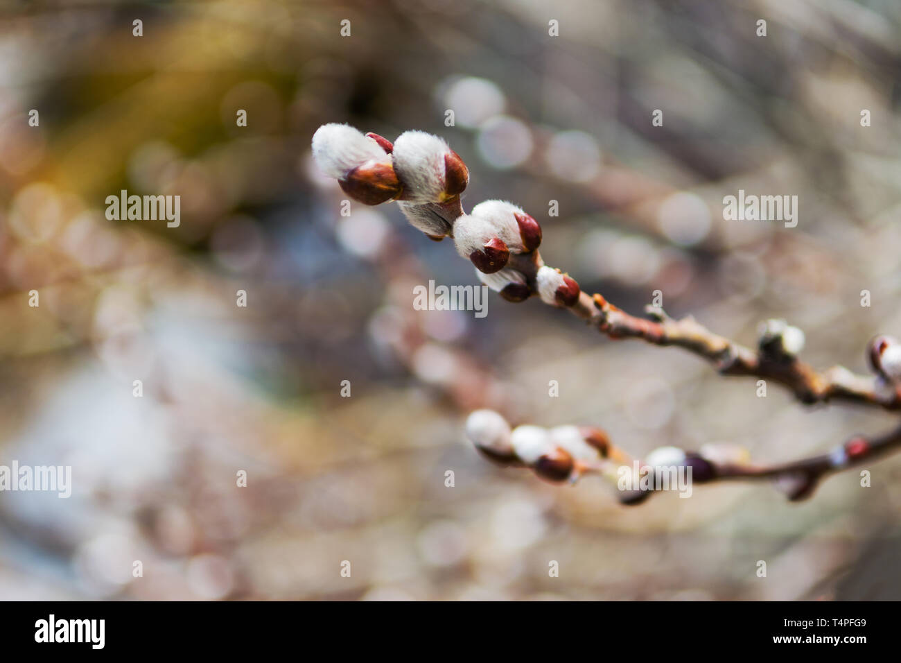 Swollen buds hi-res stock photography and images - Alamy