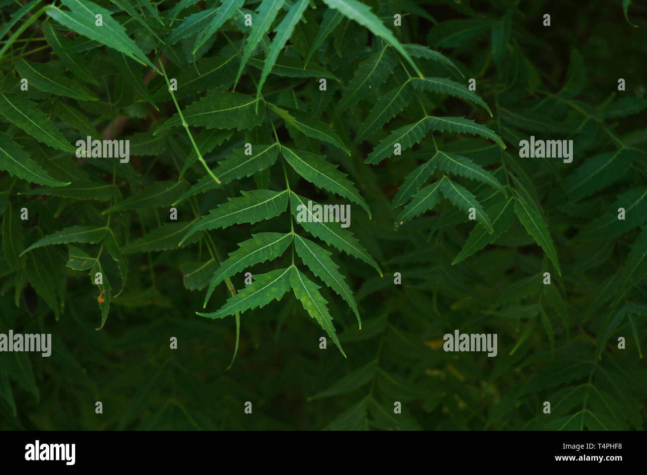 Azadirachta indica, commonly known as neem, nimtree or Indian lilac ...