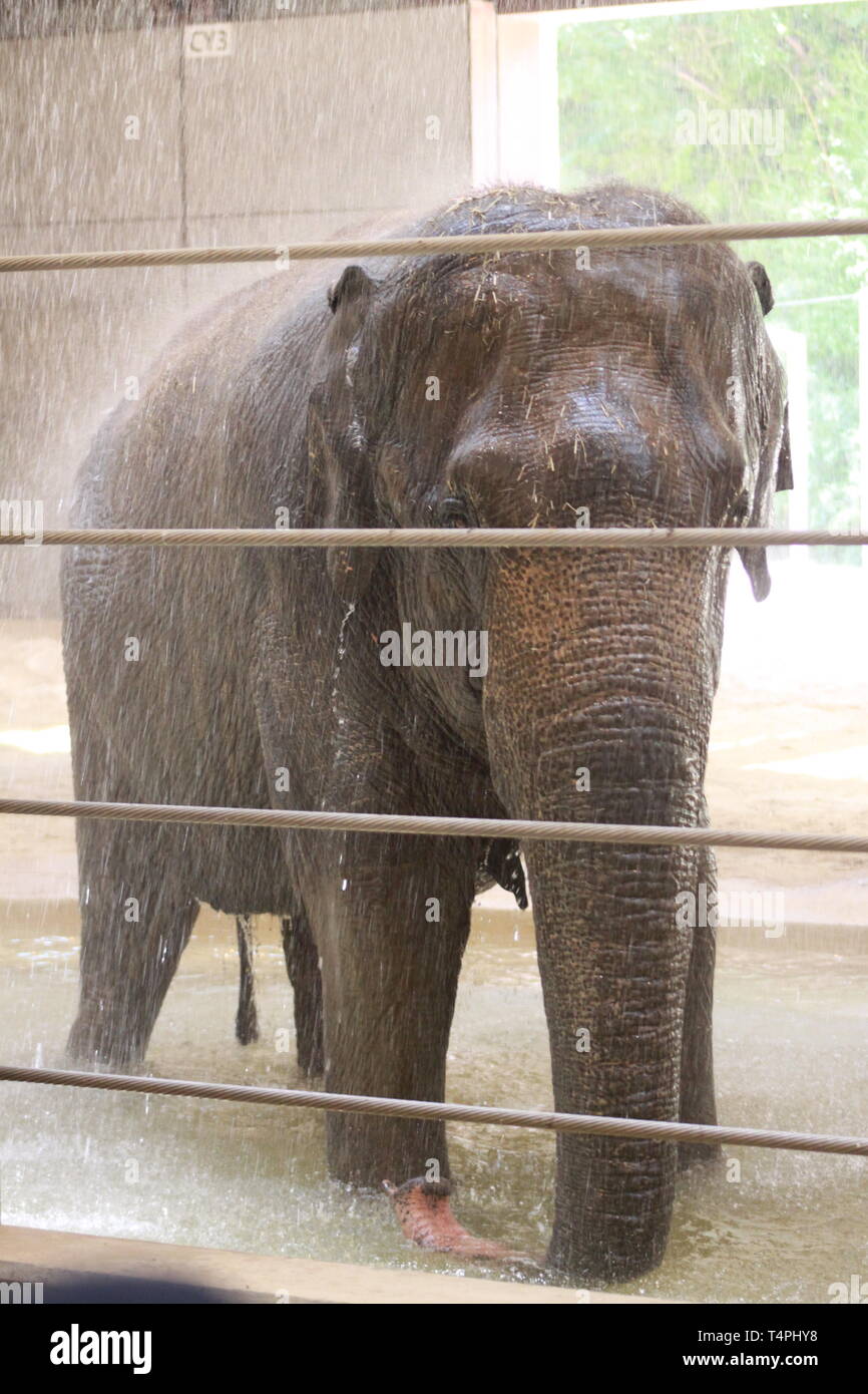 Animals behind bars hi-res stock photography and images - Alamy