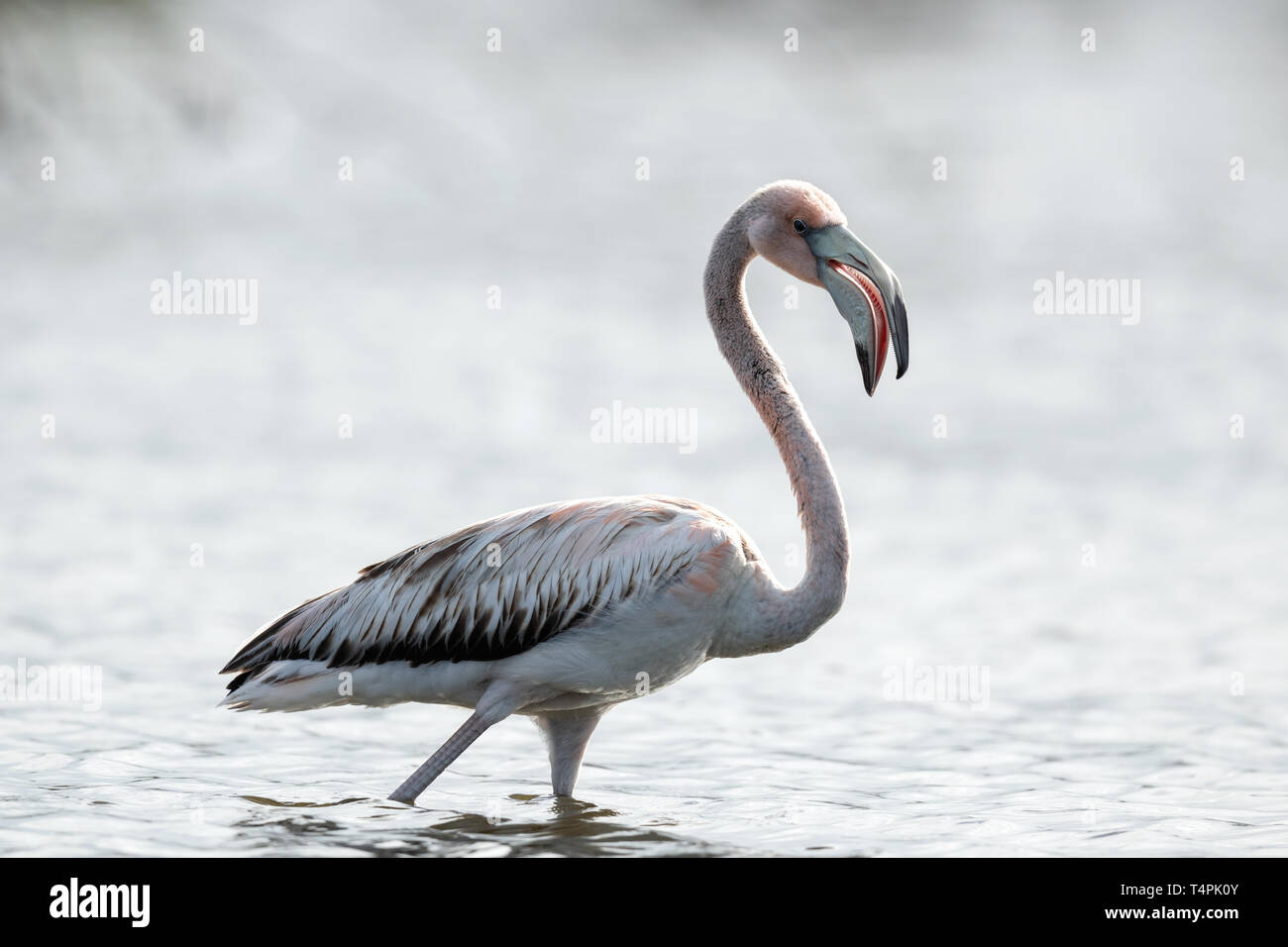 Juvenile American Flamingo or Caribbean flamingo, Scientific name ...