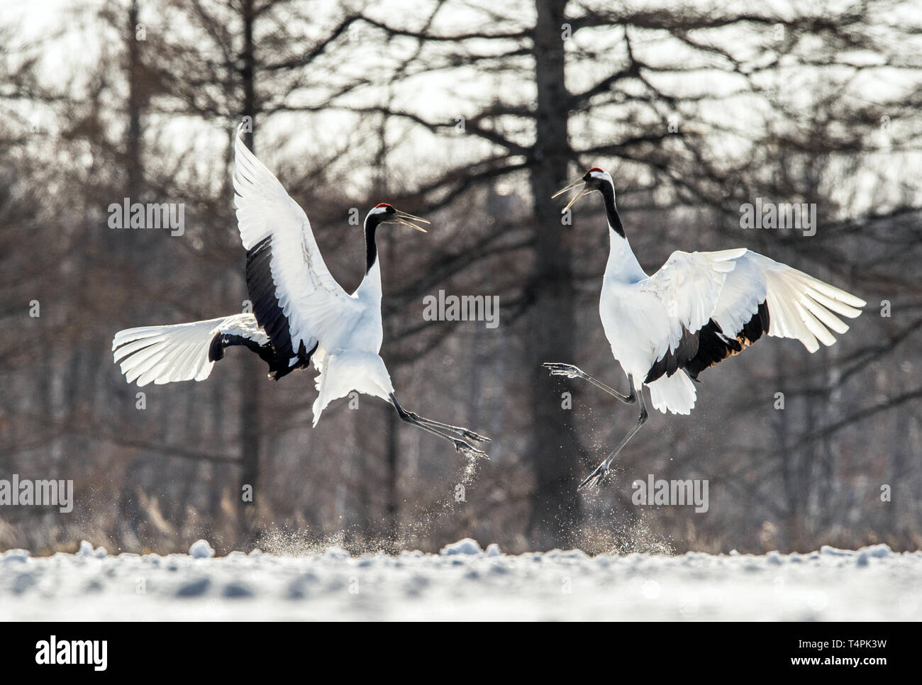 Dancing Cranes. The ritual marriage dance of cranes. The red-crowned ...