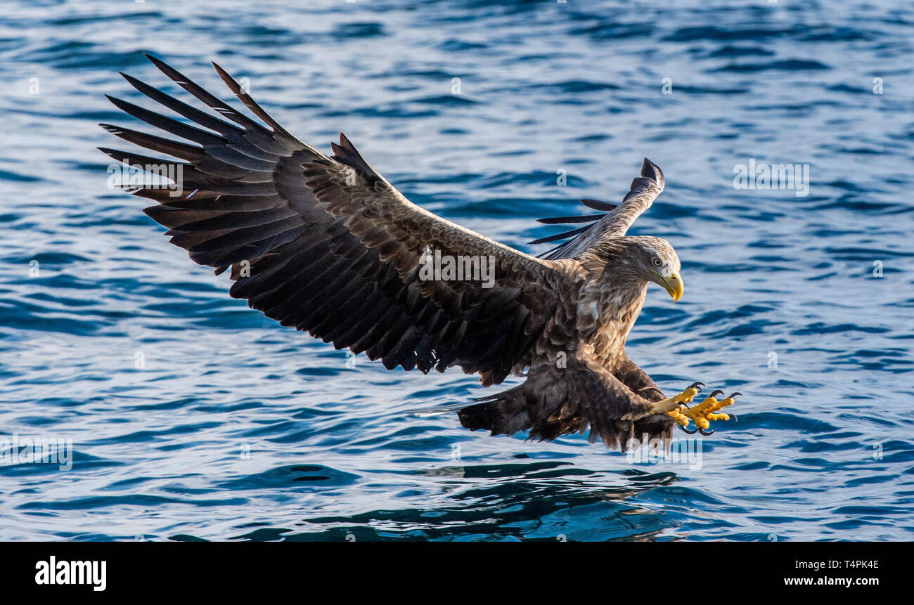 White-tailed eagle fishing. Blue Ocean Background. Scientific name ...