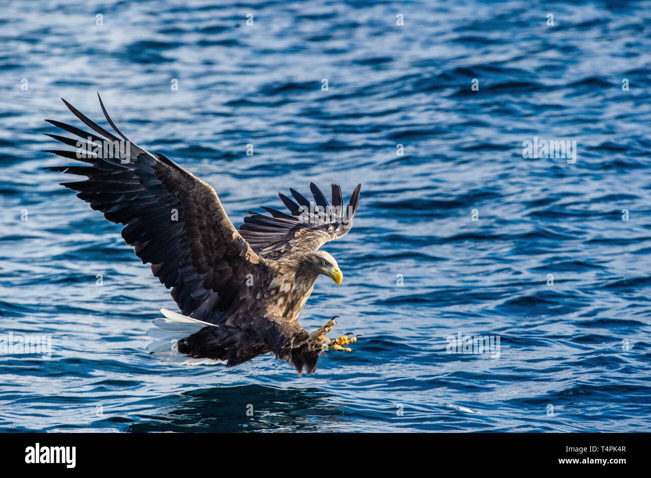 White-tailed eagle fishing. Blue Ocean Background. Scientific name ...