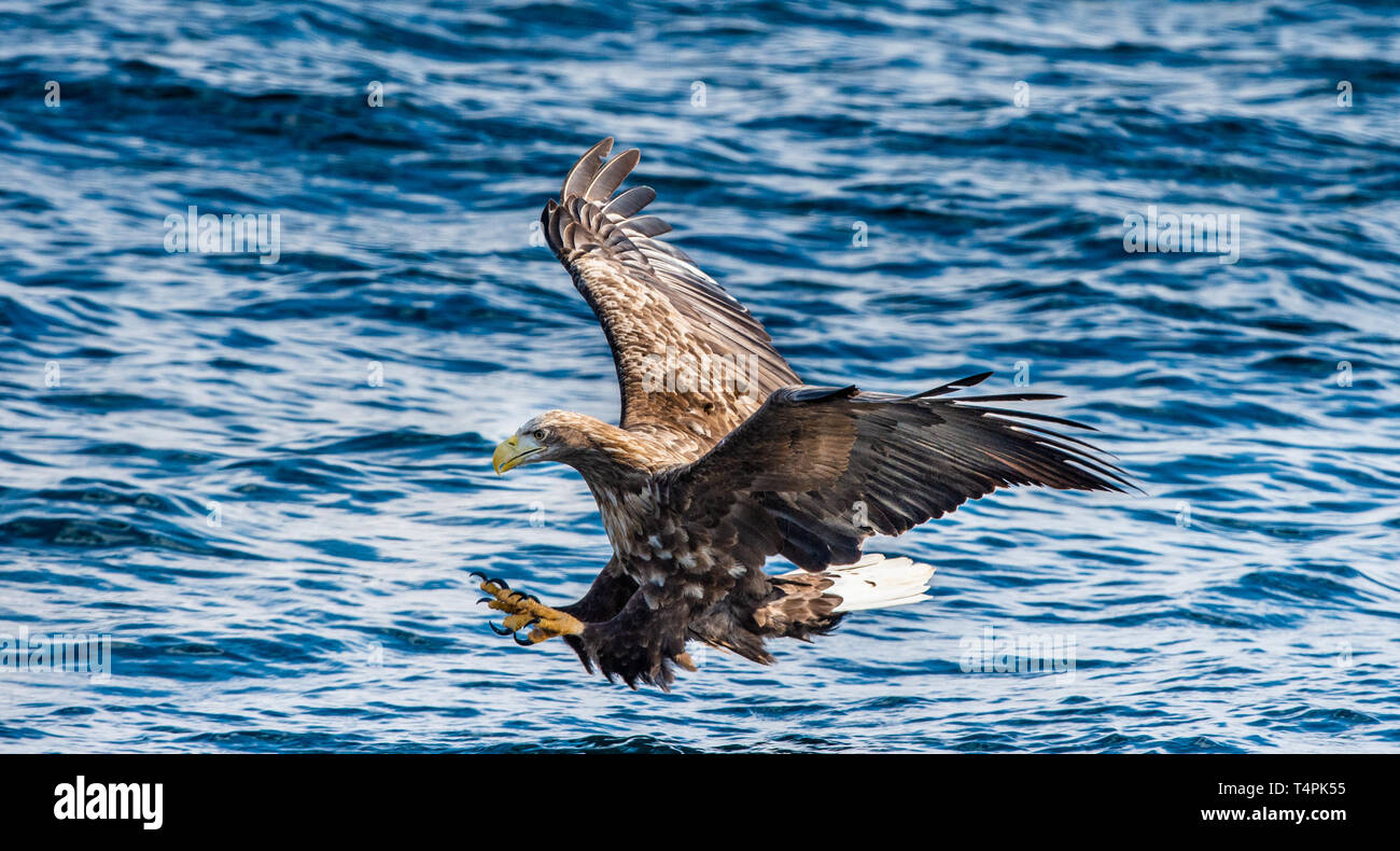 White-tailed eagle fishing. Blue Ocean Background. Scientific name ...