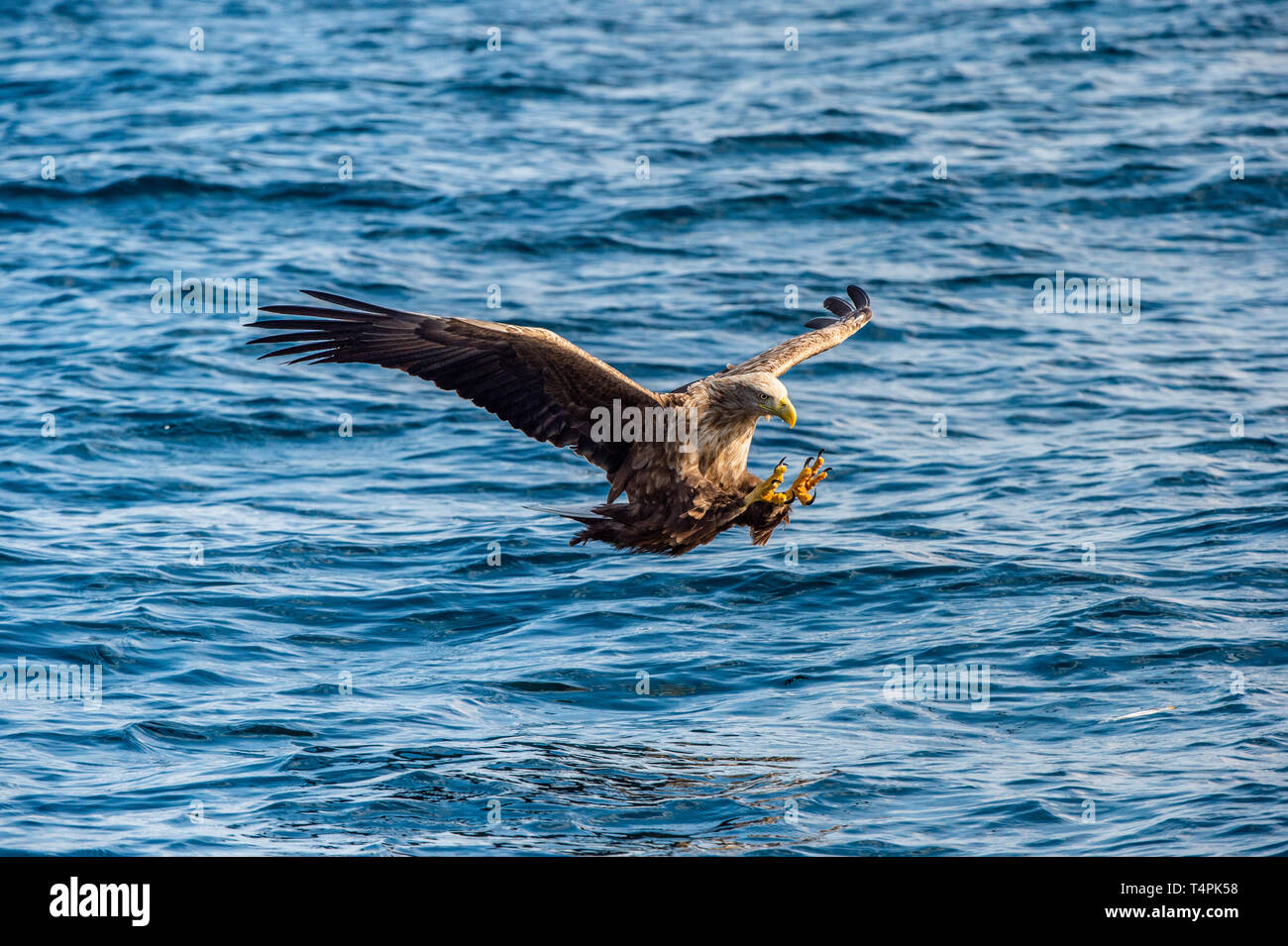 White-tailed eagle fishing. Blue Ocean Background. Scientific name ...
