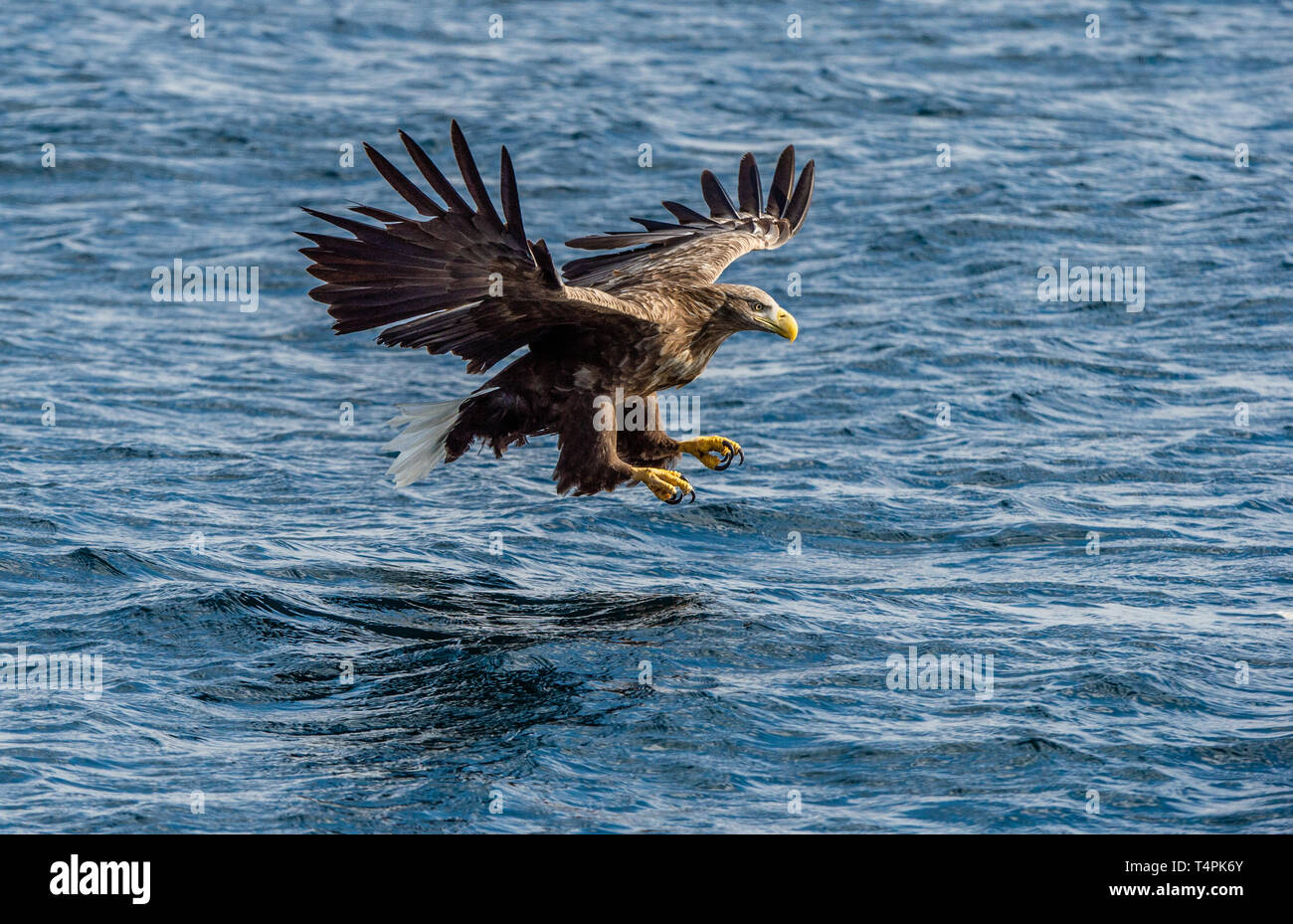 White-tailed eagle fishing. Blue Ocean Background. Scientific name ...