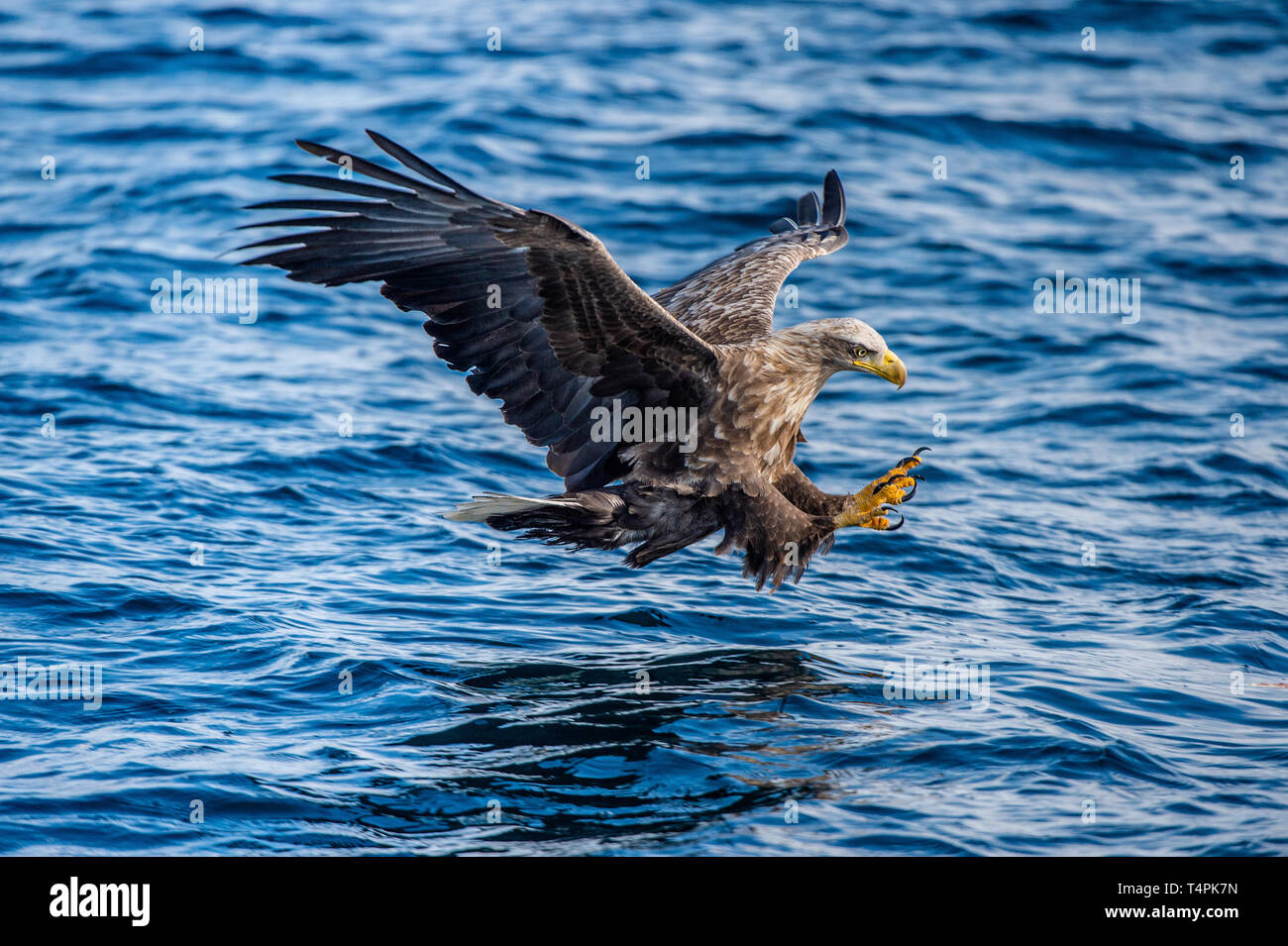 White-tailed eagle fishing. Blue Ocean Background. Scientific name ...