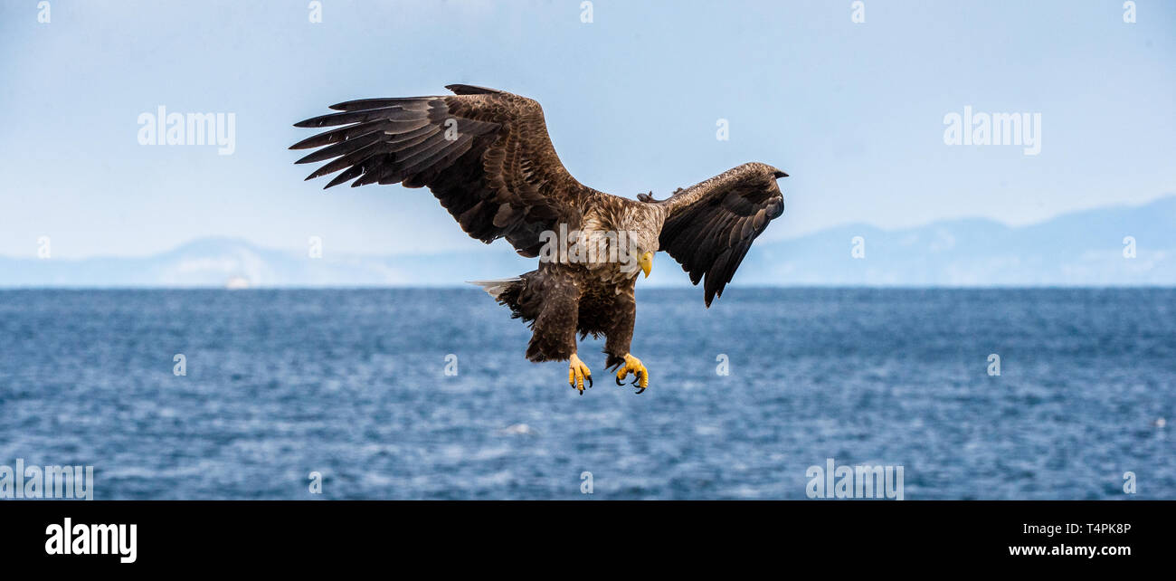 White tailed eagle in flight. Blue sky background. Scientific name ...
