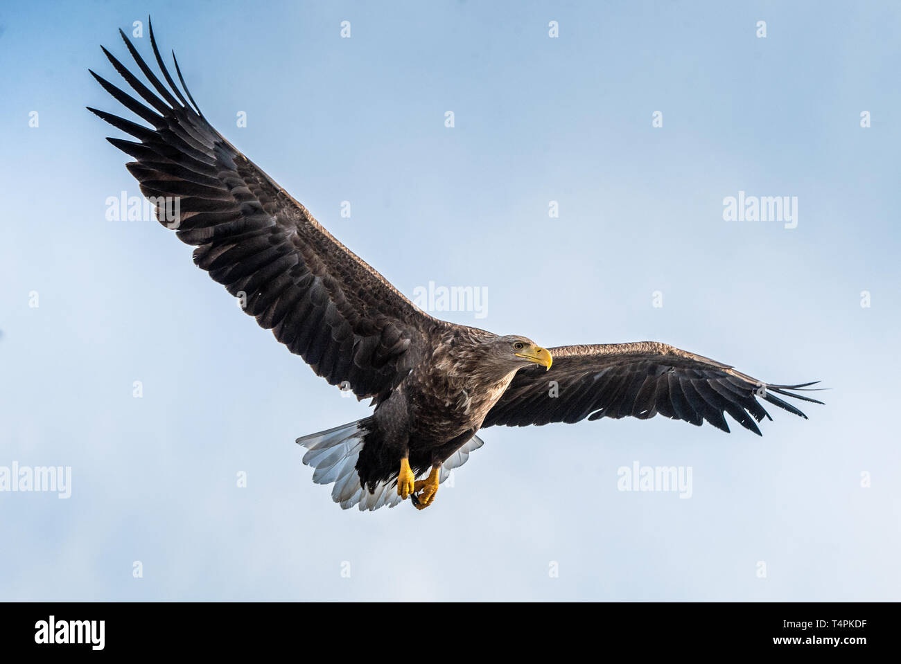 White tailed eagle in flight. Blue sky background. Scientific name ...