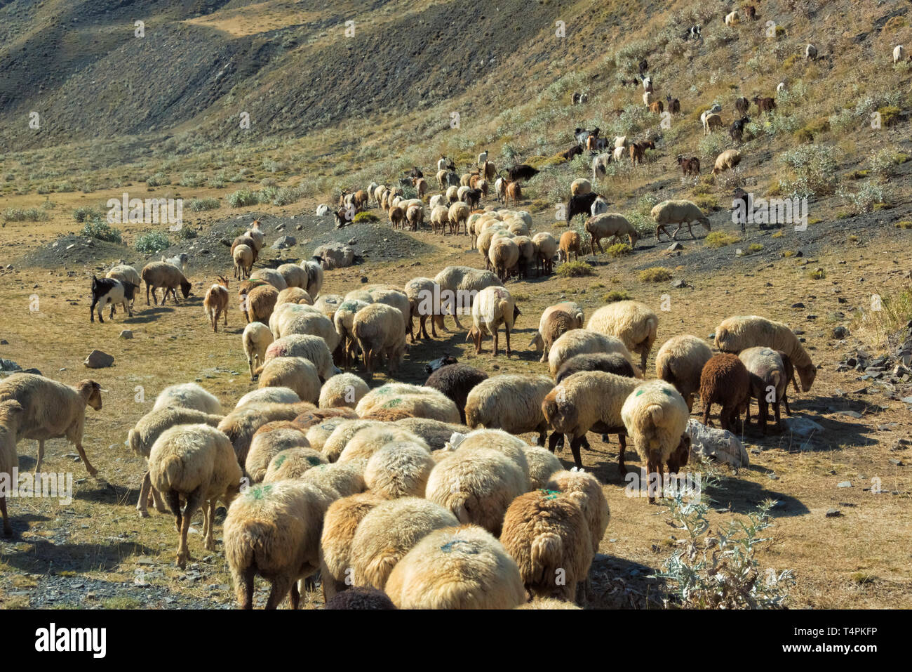 Sheep in the Greater Caucasus, Quba region, Azerbaijan Stock Photo - Alamy