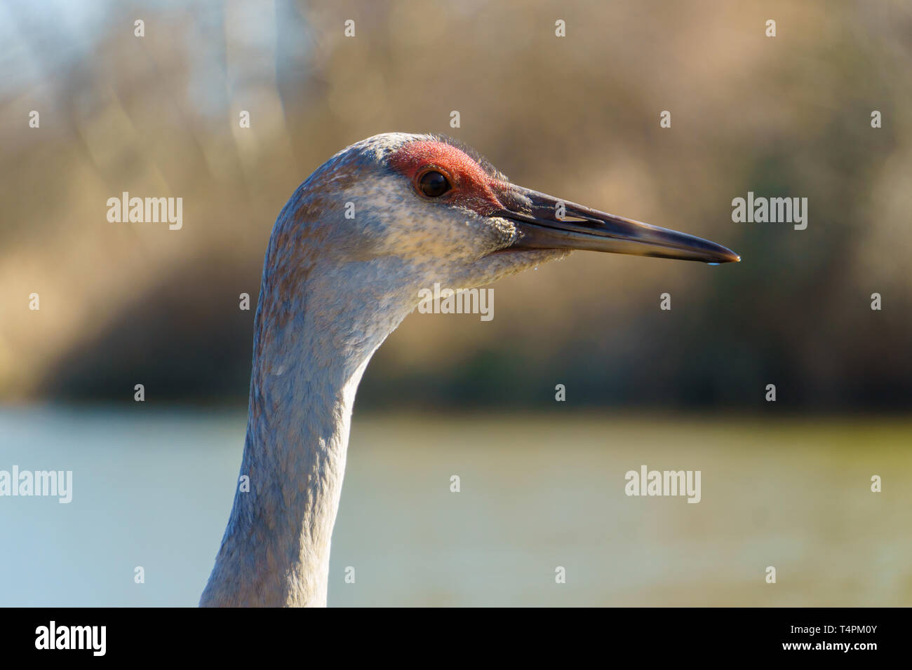 Sandhill crane head hi-res stock photography and images - Alamy
