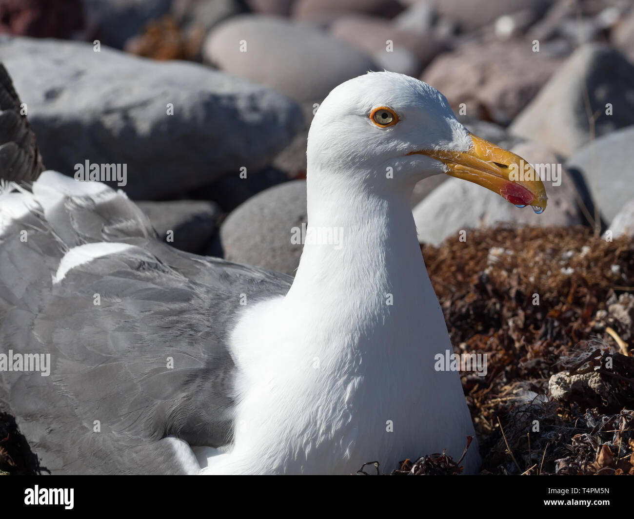 Yellow-footed Gull, Larus livens, endemic to the Sea of Cortez, nesting ...
