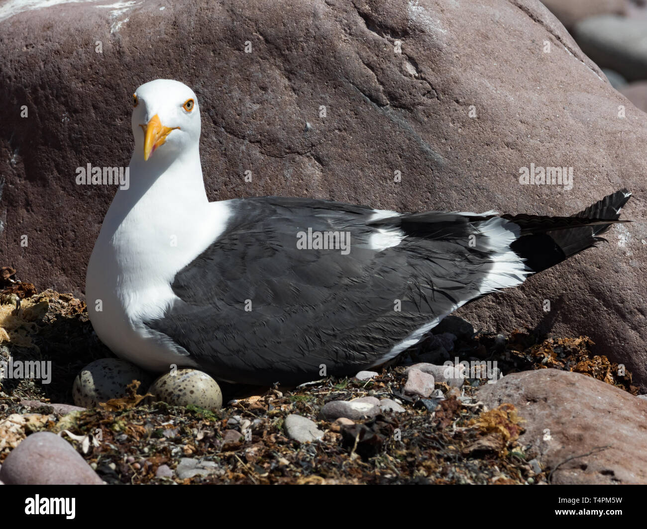 Yellow-footed Gull, Larus livens, endemic to the Sea of Cortez, nesting ...